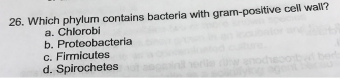 Solved 26. Which phylum contains bacteria with gram-positive | Chegg.com