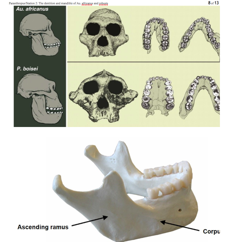 Station 2: The dentition and mandible of Au. | Chegg.com
