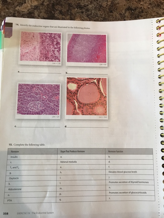 12 Chapter 9 The Endocrine System Packet Answers JenniferMhyrin