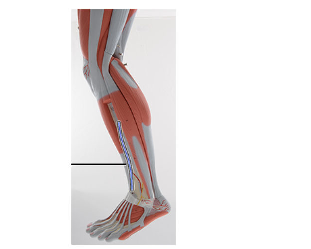 Anterior Tibial Artery Model