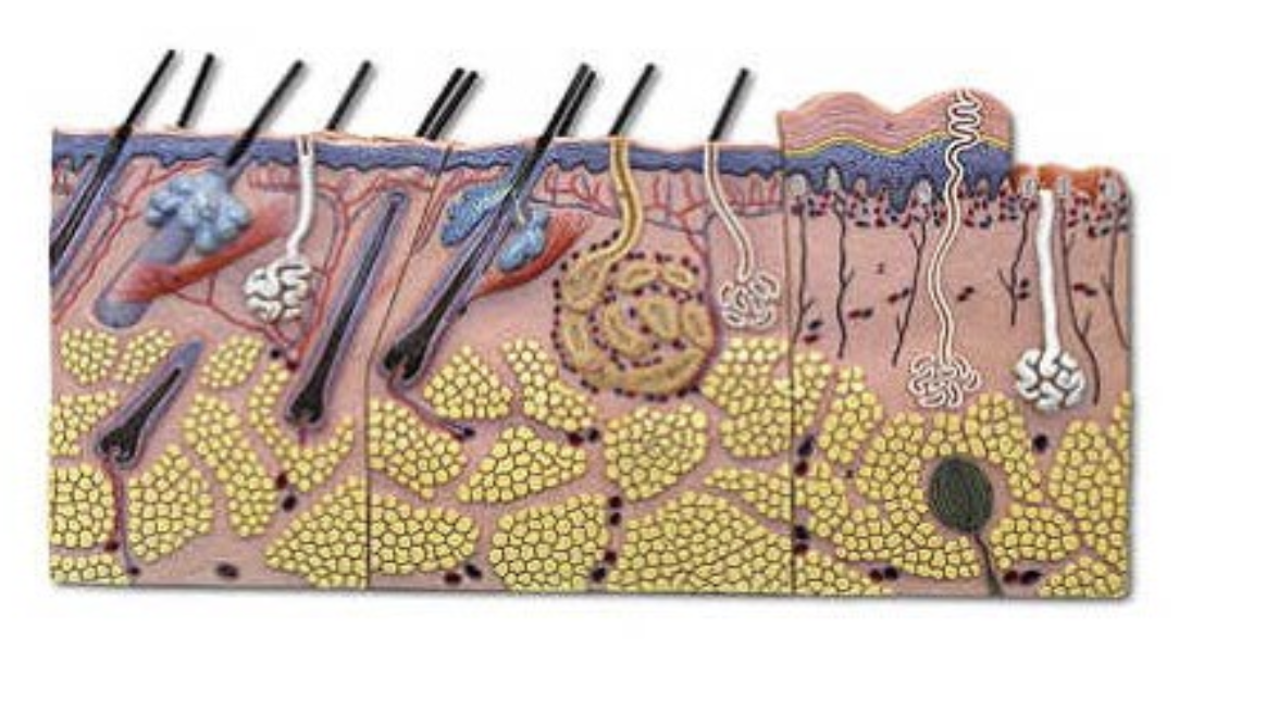 On this skin model, label: epidermis, dermis, | Chegg.com