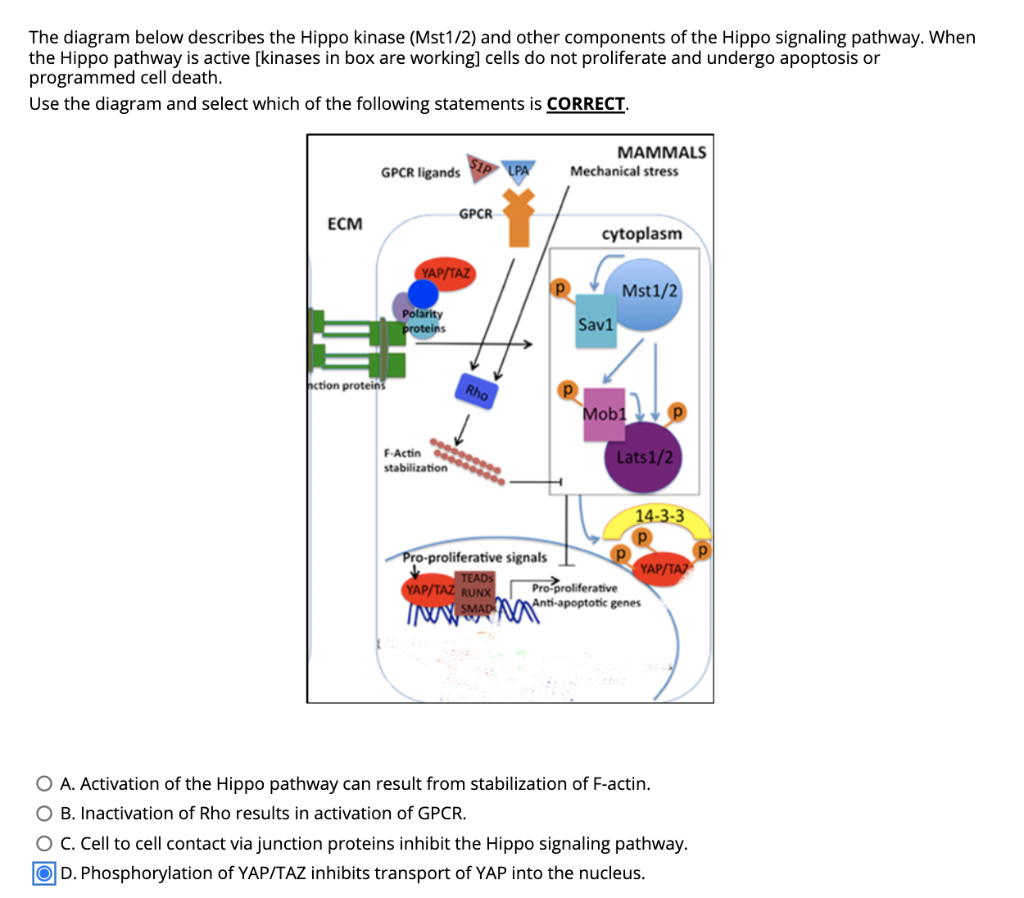 Solved The diagram below describes the Hippo kinase (Mst1/2) | Chegg.com
