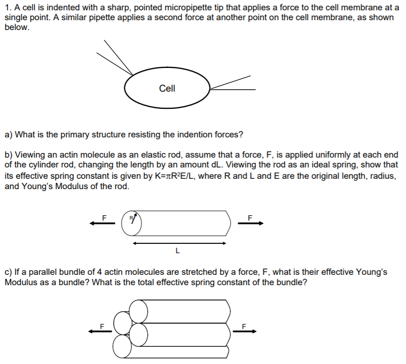 Solved 1. A cell is indented with a sharp, pointed | Chegg.com