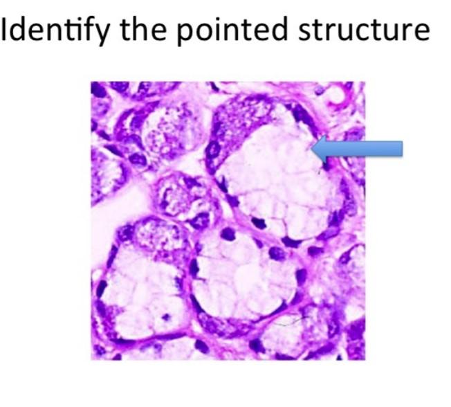 Solved Identify the pointed structure | Chegg.com