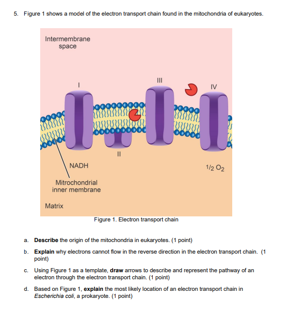 Electron Transport Chain Mitochondria Diagram