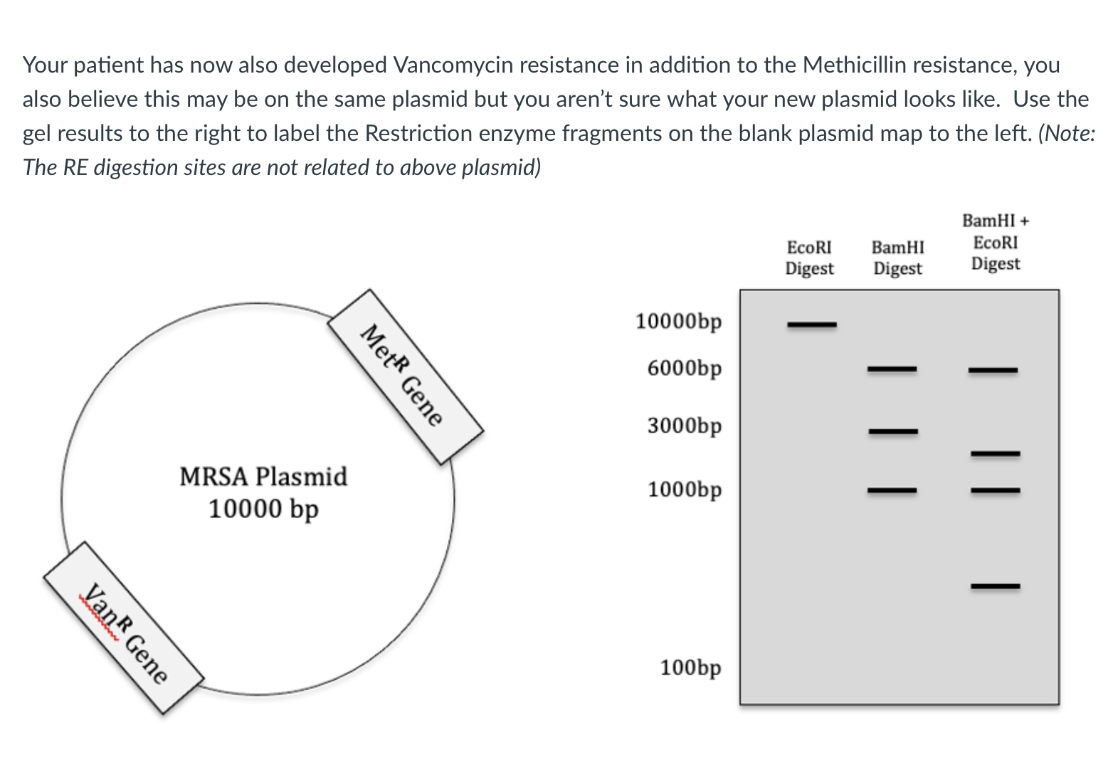 Solved Your patient has now also developed Vancomycin | Chegg.com