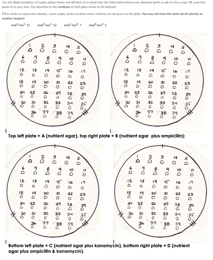 Use the blank templates of replica plates below and | Chegg.com