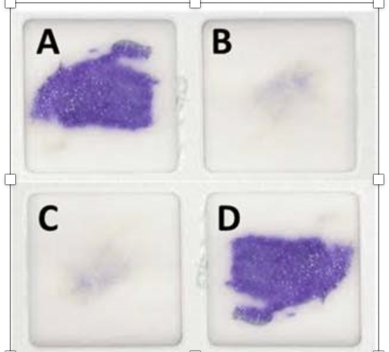 Solved 2. The following shows results of oxidase tests on | Chegg.com