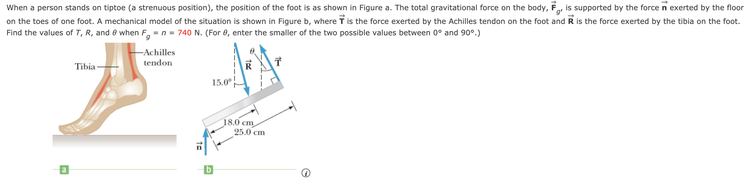 Solved When a person stands on tiptoe (a strenuous | Chegg.com