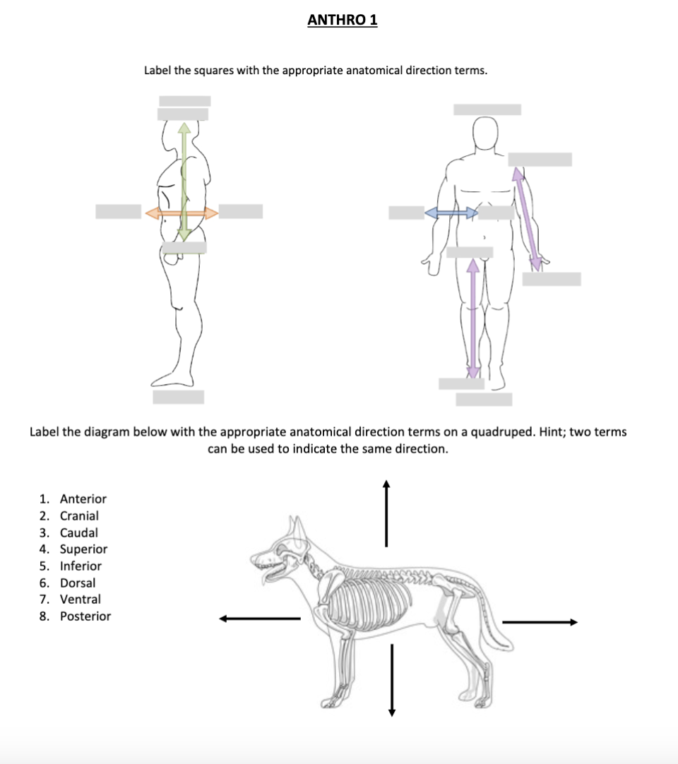 Solved ANTHRO 1Label the squares with the appropriate | Chegg.com
