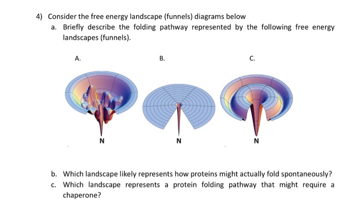 Solved 4) Consider the free energy landscape (funnels) | Chegg.com
