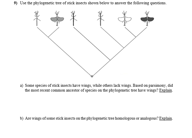 Solved 9) Use the phylogenetic tree of stick insects shown | Chegg.com