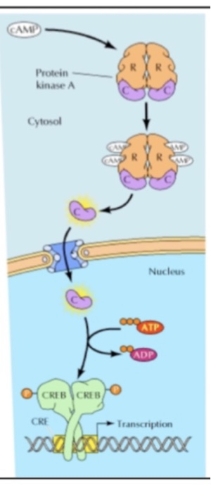 Solved 1.) How does the epinephrine signaling pathway in a | Chegg.com