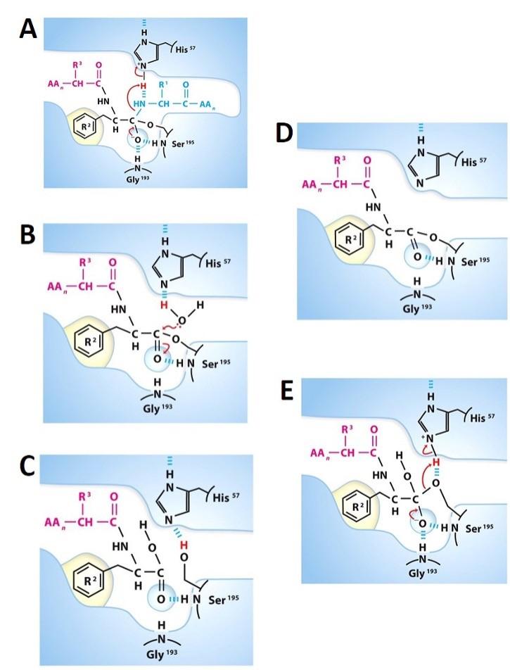 Solved Which figure(s) below show(s) an acyl-enzyme | Chegg.com
