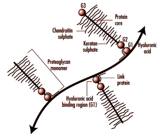 Solved Cartilage is composed of aggrecan, a proteoglycan, | Chegg.com
