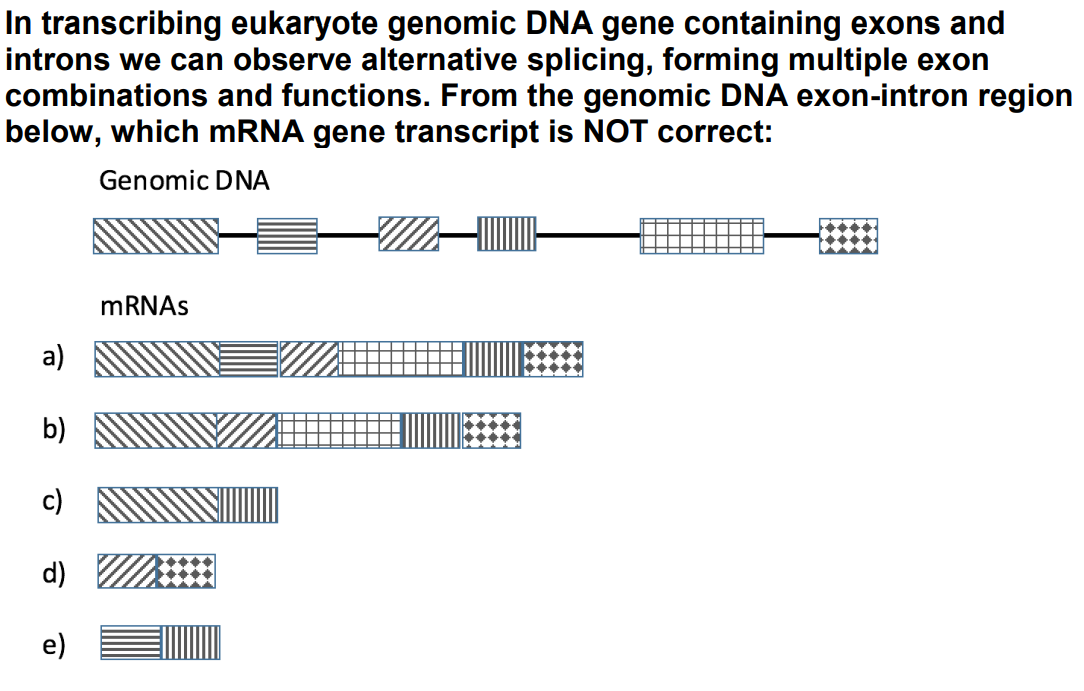 Solved In transcribing eukaryote genomic DNA gene containing | Chegg.com