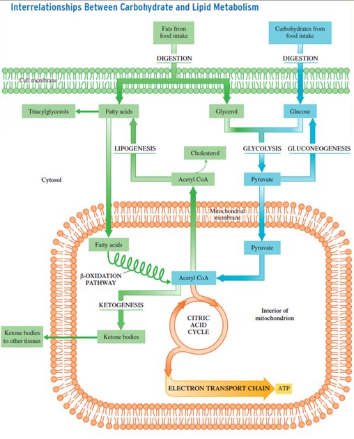 Solved Interrelationships Between Carbohydrate and Lipid | Chegg.com