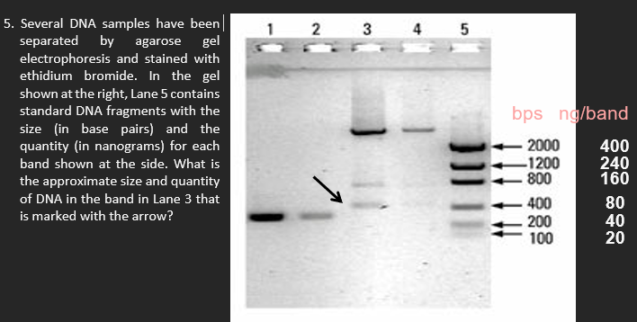 Solved 5. Several DNA samples have been separated by agarose | Chegg.com