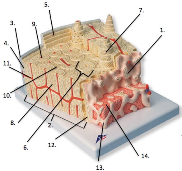 Solved Please label the structure | Chegg.com