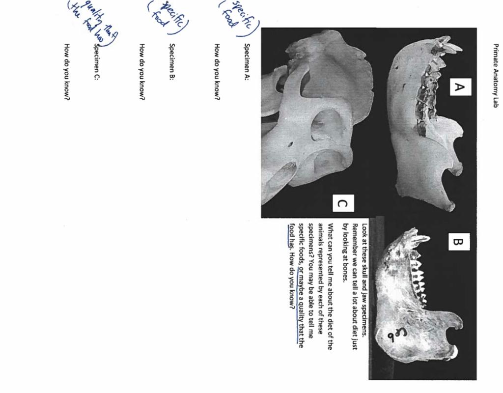 Solved Primate Anatomy Lab B Look at these skull and jaw | Chegg.com