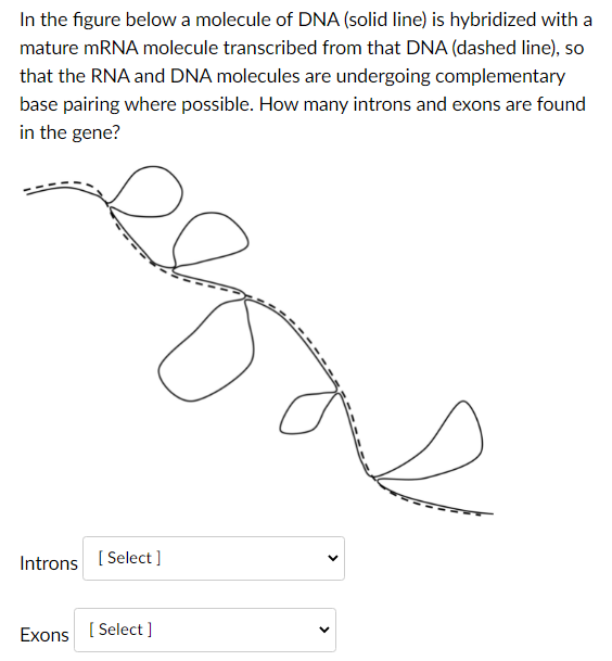 Solved In the figure below a molecule of DNA (solid line) is | Chegg.com
