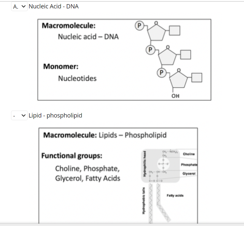 Solved Importantly, polymers contain repeating units that | Chegg.com