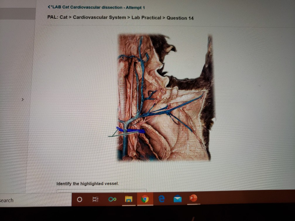 Solved PAL: Cat > Cardiovascular System > Lab Practical > | Chegg.com