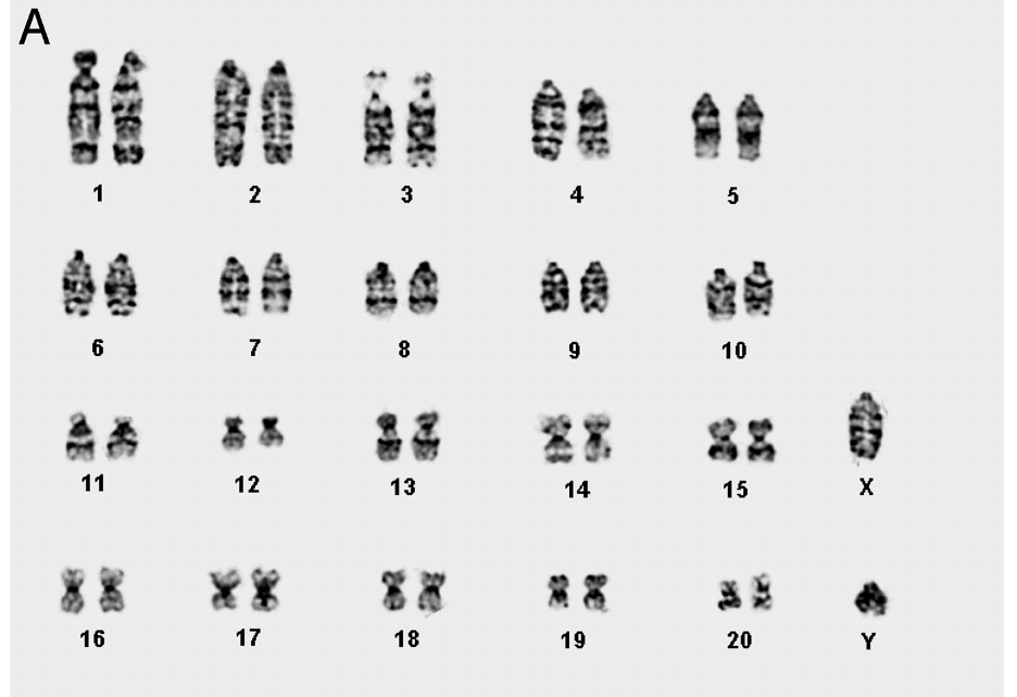 Solved A diploid somatic cell from a rat has a total of 42 | Chegg.com