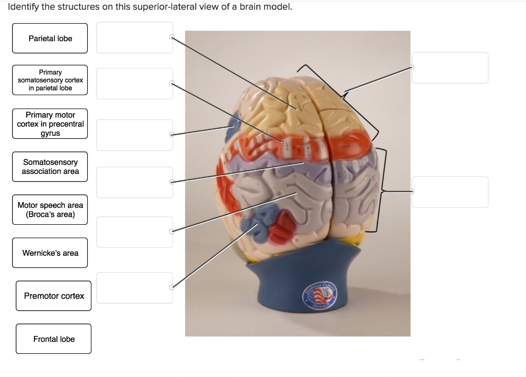 Solved Identify the structures on this anterior-lateral view | Chegg.com