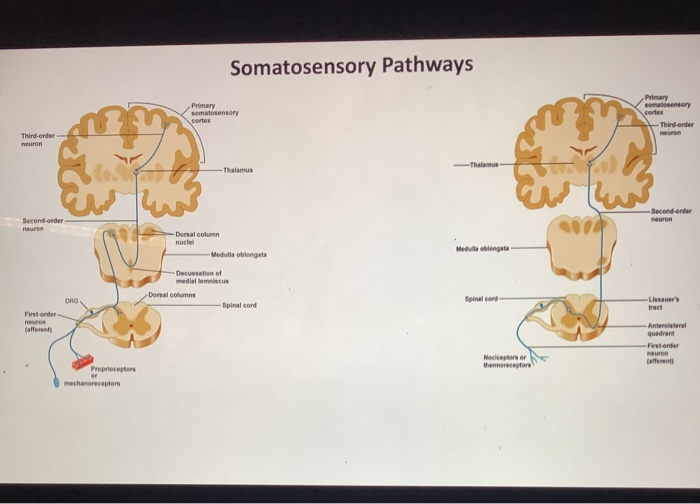 Solved Sensations are perceived n the primary somatic | Chegg.com