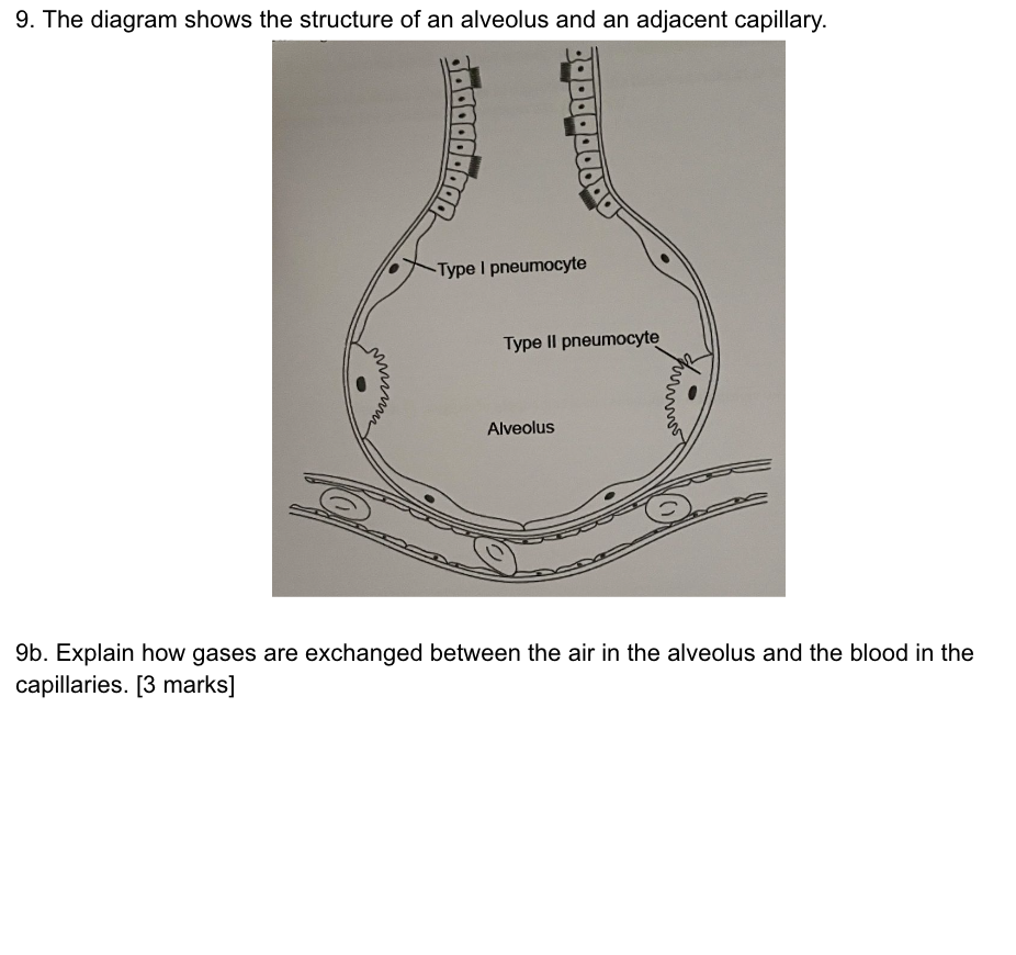 Alveoli And Capillaries Diagram