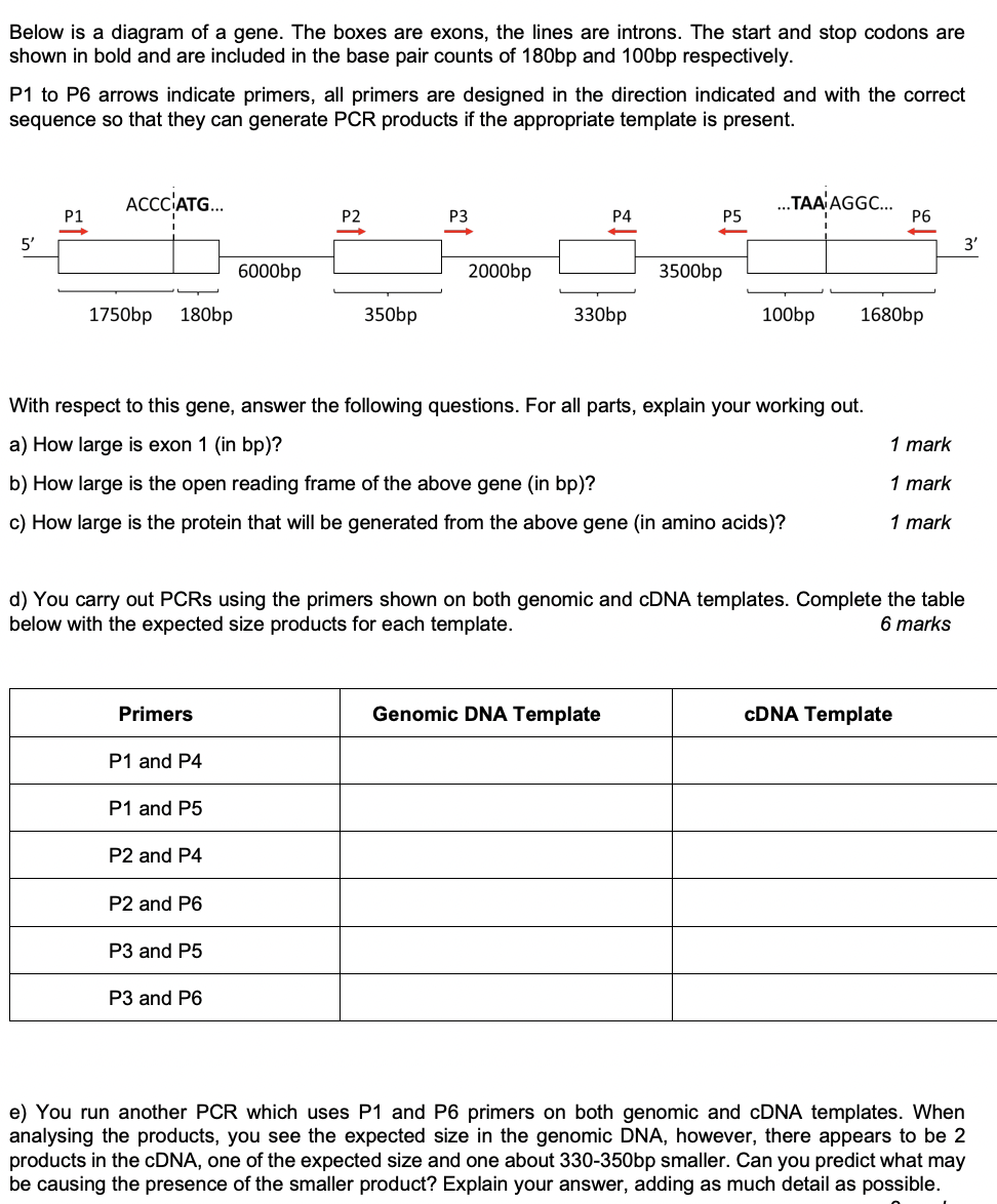 Solved Below is a diagram of a gene. The boxes are exons, | Chegg.com