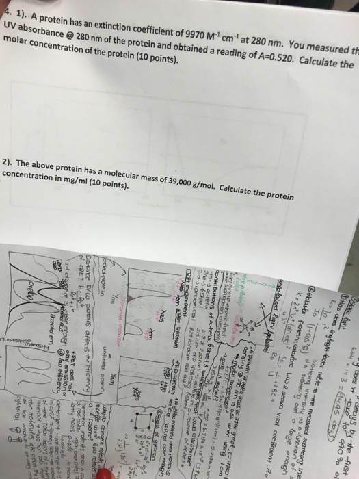 Solved at 280 nm. You measured th UV absorbance @280 nm of | Chegg.com
