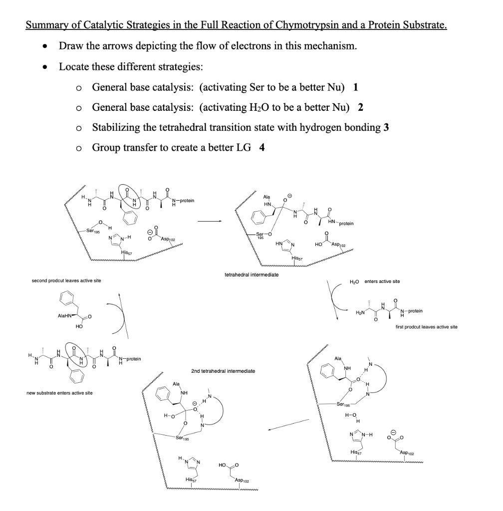 Solved Summary of Catalytic Strategies in the Full Reaction | Chegg.com