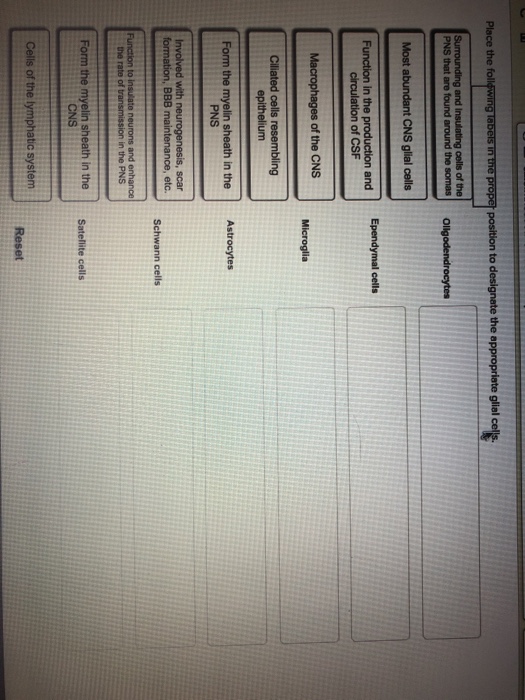 Solved place the following labels in the proper position to | Chegg.com