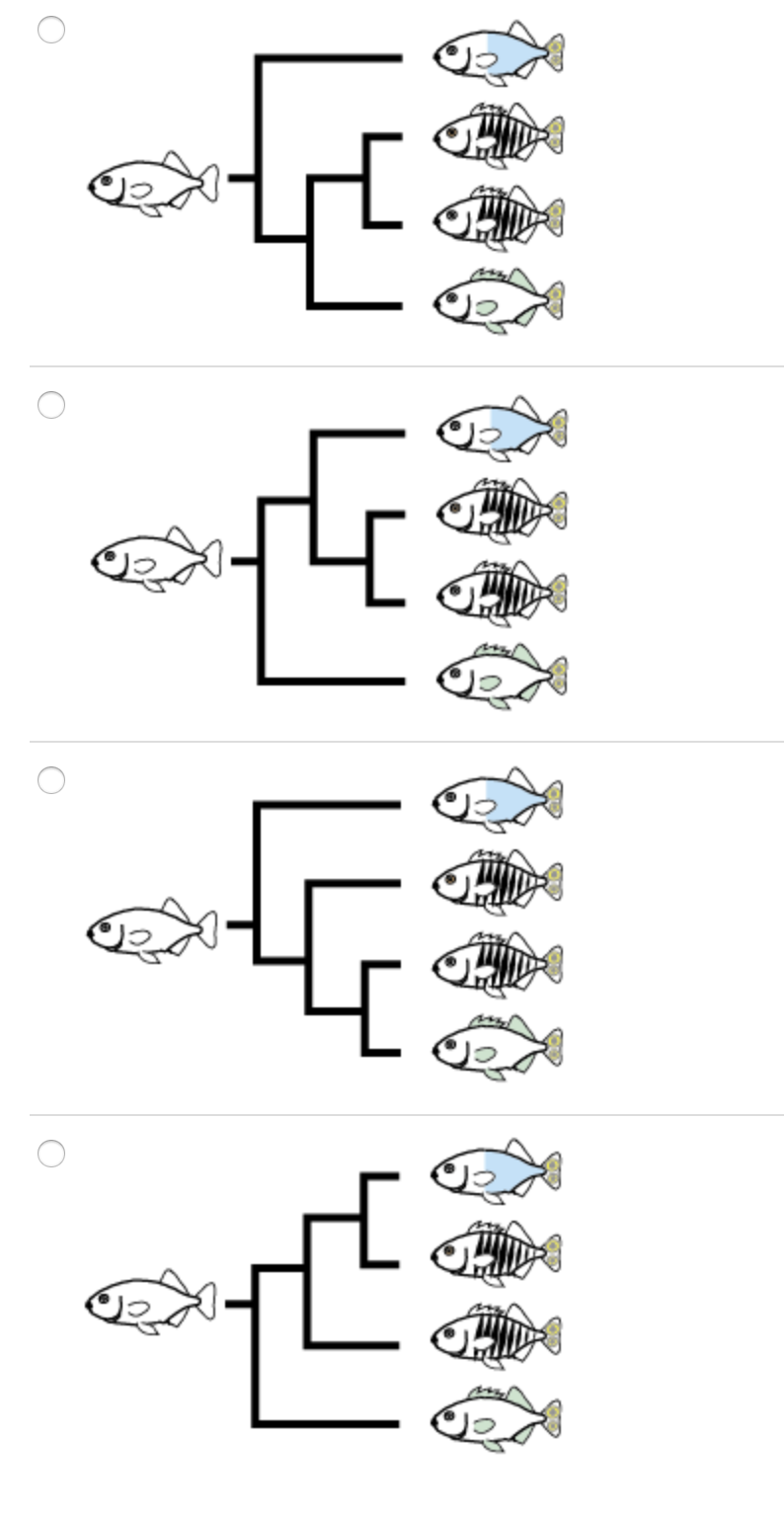 Solved Common ancestor Living species The cartoon above | Chegg.com