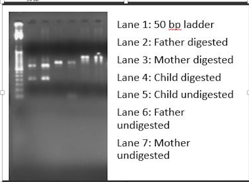Solved Restriction Fragment Length Polymorphism Analysis of | Chegg.com