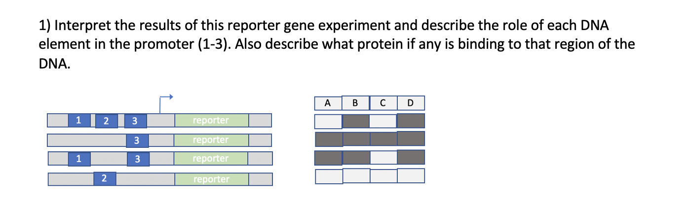 Solved 1) Interpret the results of this reporter gene | Chegg.com
