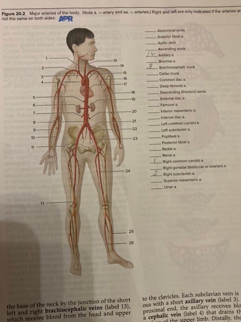 Solved Flgure 20.2 Major arteries of the body. (Note a. m | Chegg.com