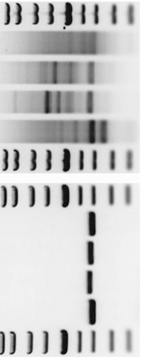 Suggest several different ways to fix the PCR to get | Chegg.com