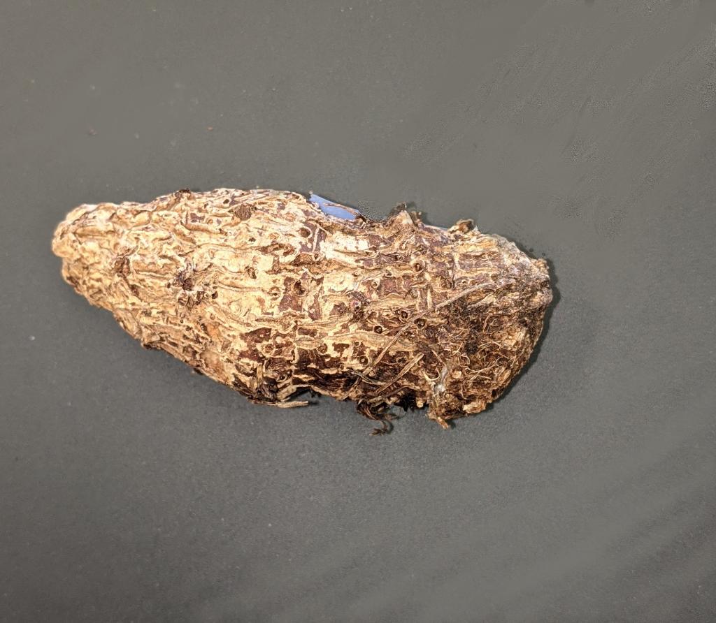 Solved Photos of a whole and dissected corm (taro) and | Chegg.com