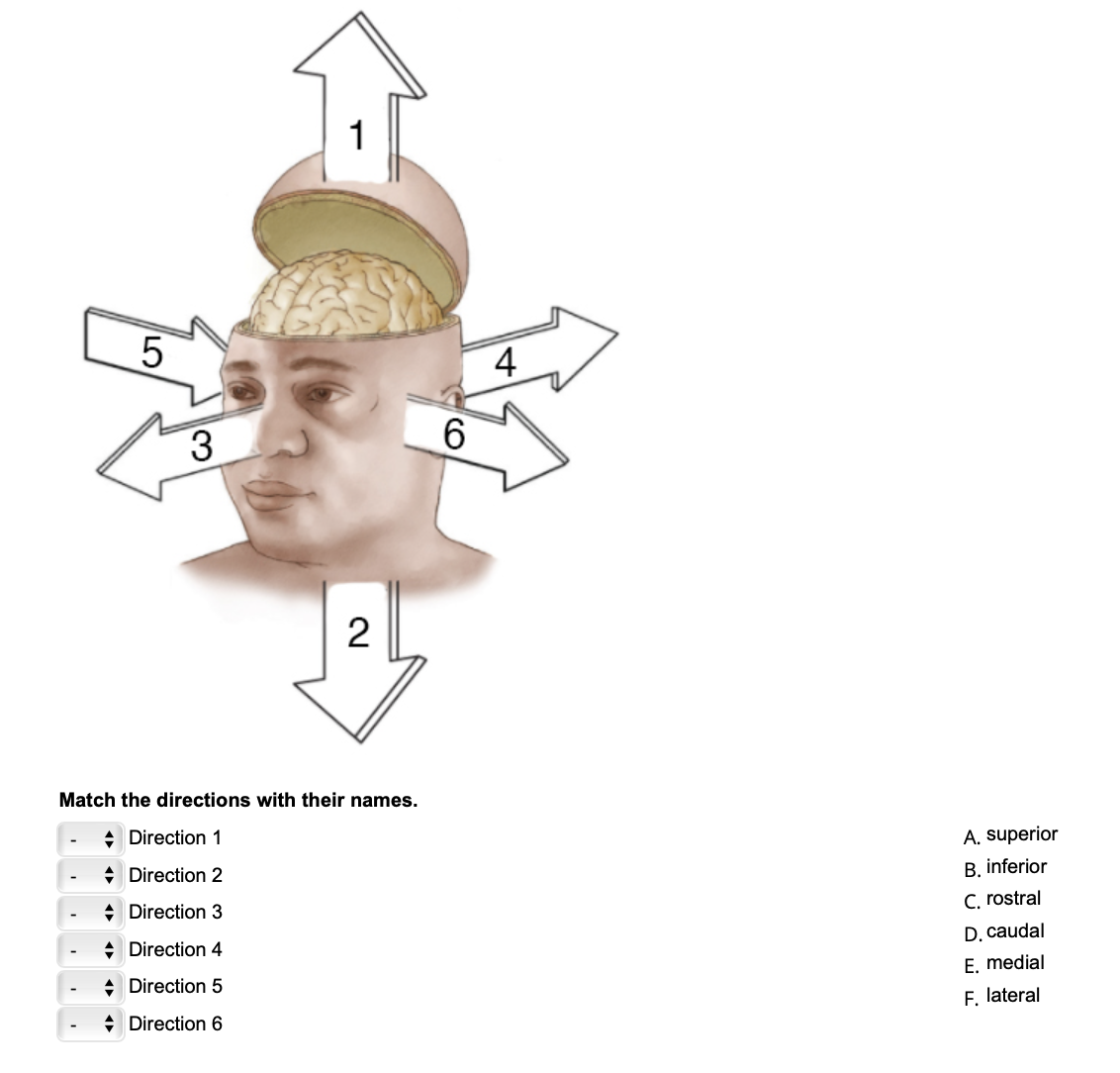 Solved Match the directions with their names. Direction 1 | Chegg.com