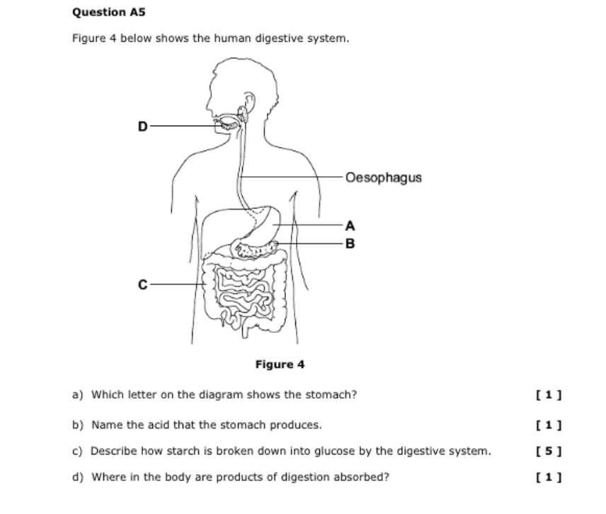 Solved Figure 1 be Figure 4 below shows the human digestive | Chegg.com