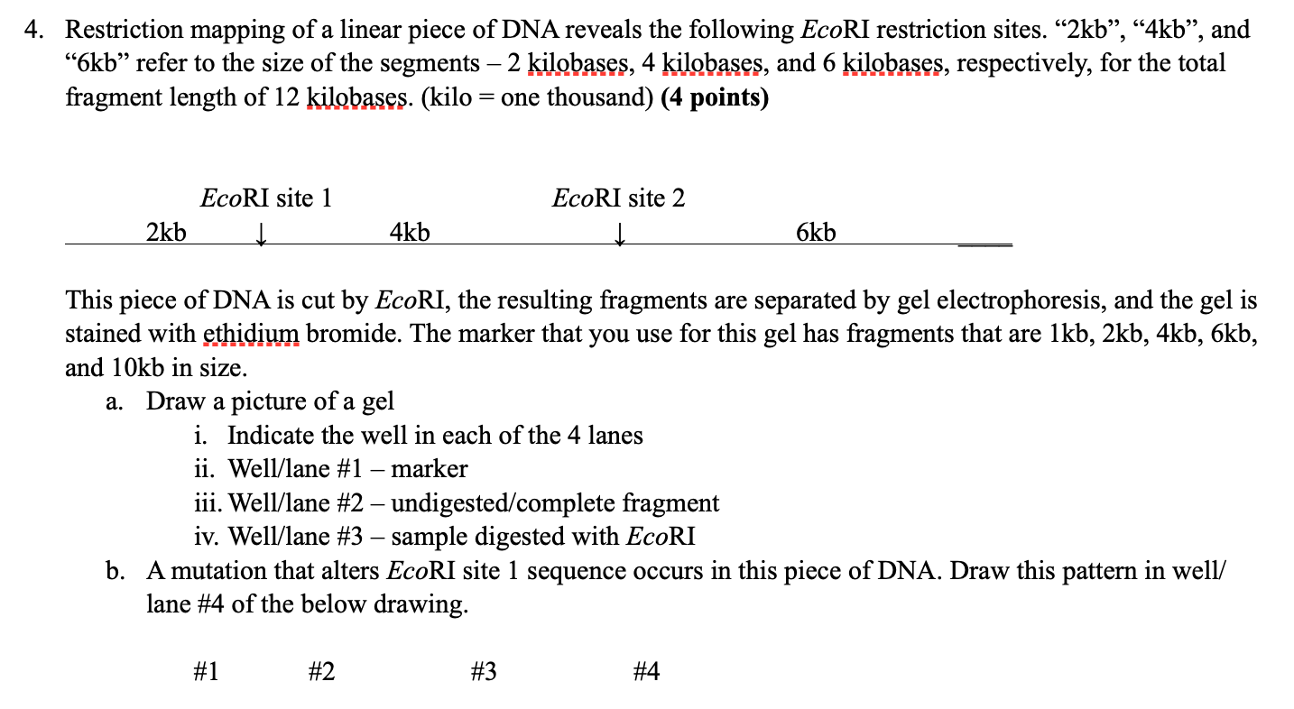 Solved 4. Restriction mapping of a linear piece of DNA | Chegg.com