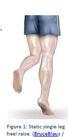 Solved During a static heel raise or drop (Figure 1), the | Chegg.com
