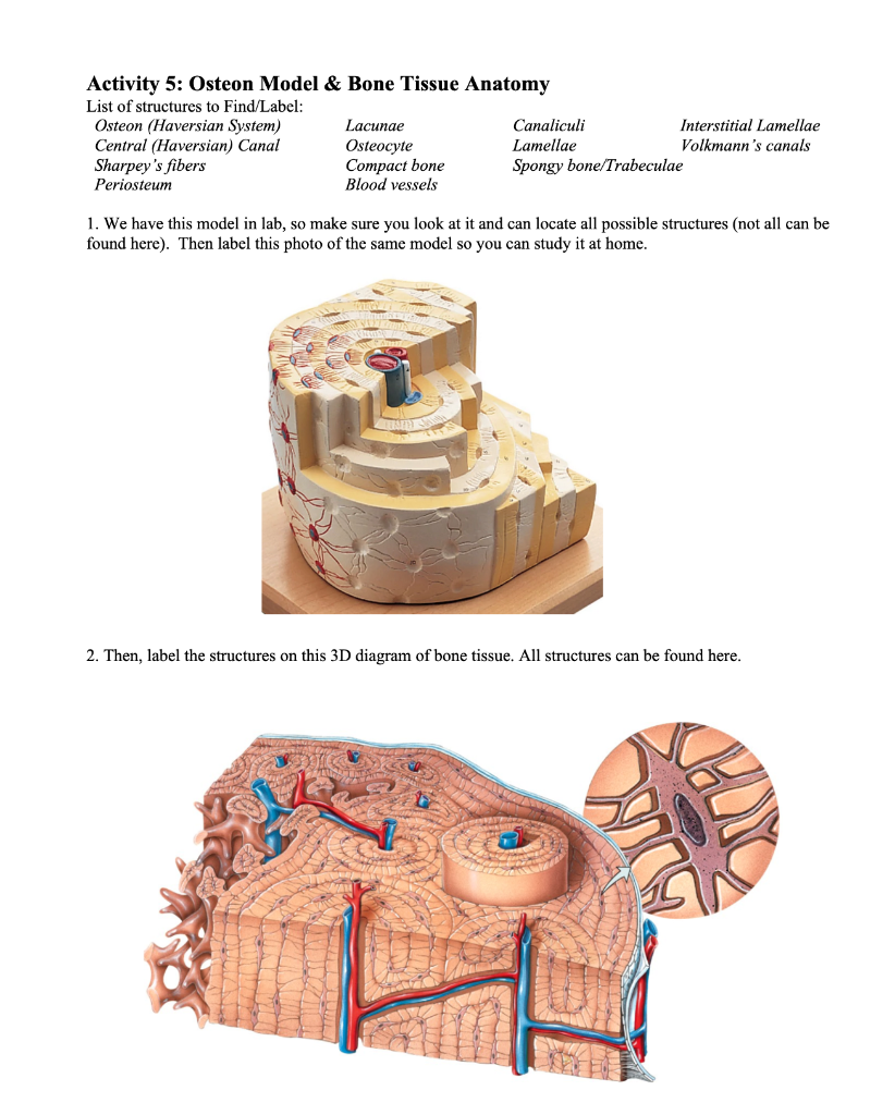Compact Bone Labeled Model