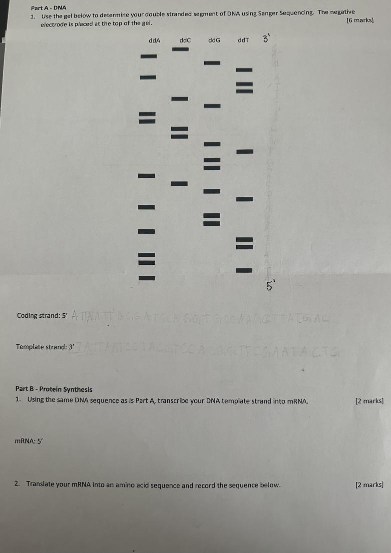Solved Part A - DNA 1. Use the gel below to determine your | Chegg.com