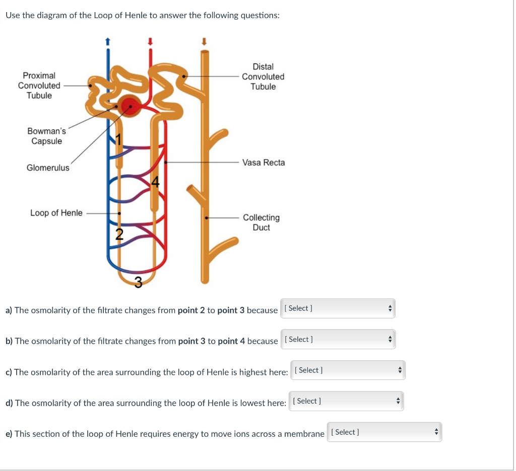 Distal Convoluted Tubule Diagram
