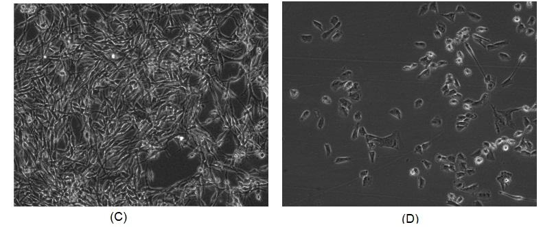 Solved For the next four photographs, explain the morphology | Chegg.com
