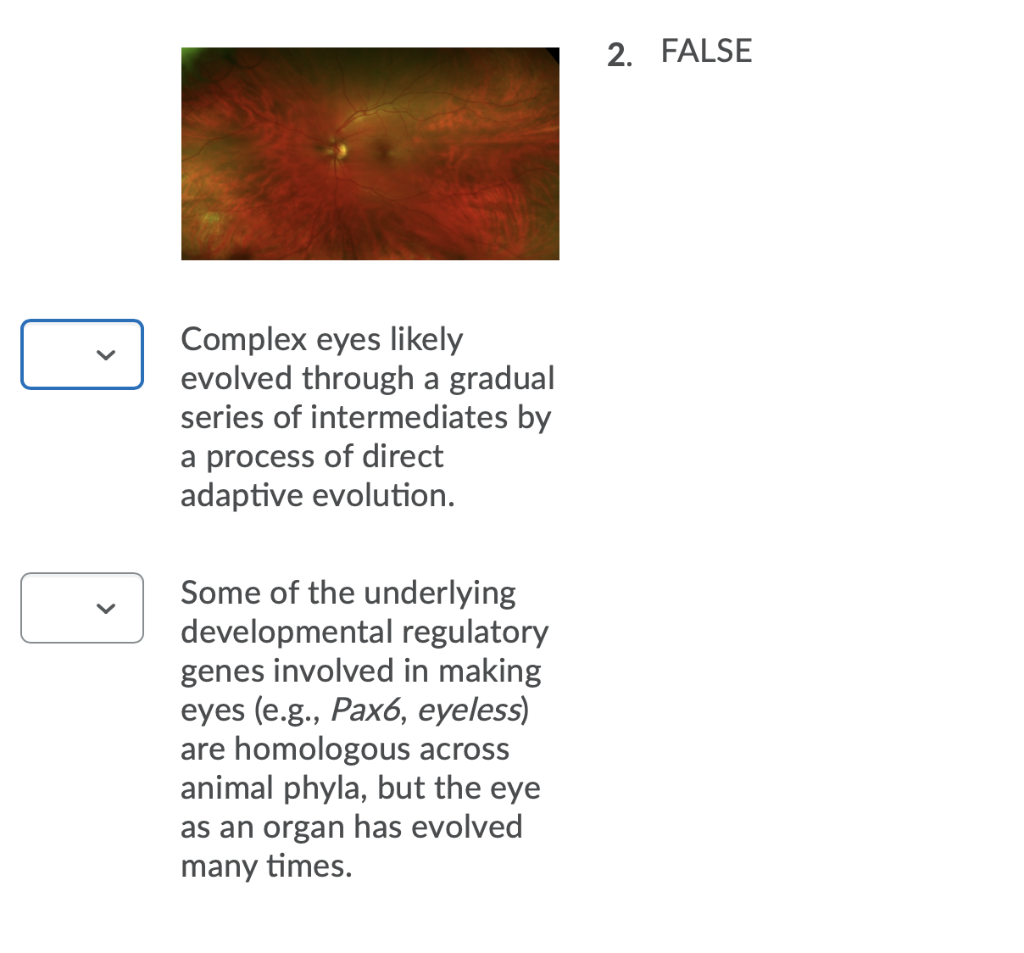 Solved For each statement about eye evolution below, | Chegg.com